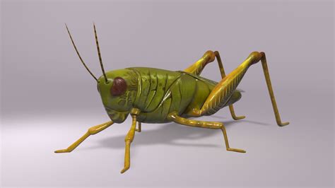 3d Model Grasshopper Asset Vr Ar Low Poly Cgtrader