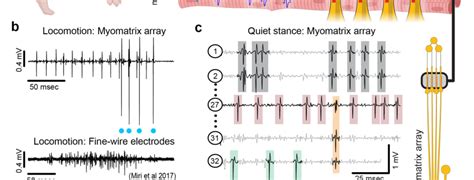Advanced Technology For Motor Neurophysiology The Sober Lab At Emory