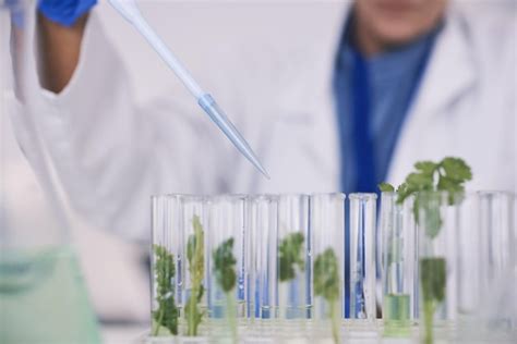 Premium Photo Science Leaves And Hands With Test Tube In Laboratory Research And Thinking With