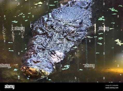 Cassius The Largest Australian Saltwater Crocodile At Marineland