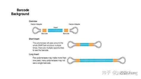 Pacbio测序原理以及smrt Bell文库构建流程简述 知乎
