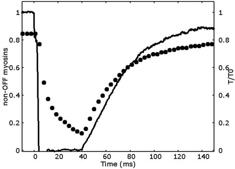 Decrease In The Non Off Myosin During A 40 Ms Drop In Tension Force Download Scientific