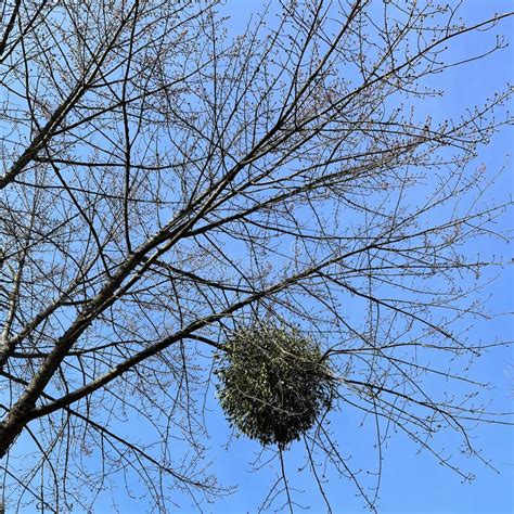 A Parasite Plant On A Tree In The City Mistletoe Stock Image Image