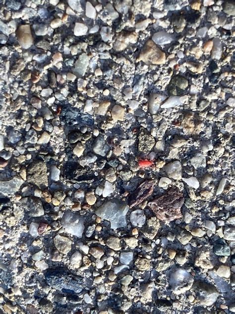 Tiny Red Dudes Around 0 5mm 1mm Across R Whatisthisbug
