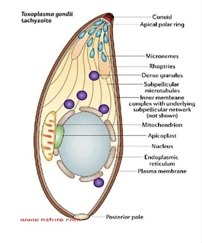 Phylum Apicomplexa Karteikarten Quizlet