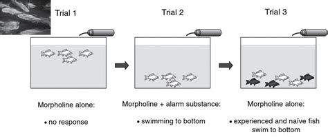 Predator Recognition Comparative Psychology Evolution And Development Of Brain And Behavior