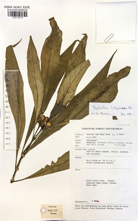 Holotype Of Chassalia Macrocarpa Tyyu Sp Nov Bernard Lee Meng Hock