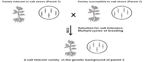 A Simplified Representation Of Plant Breeding Approach To Develop Salt Download Scientific