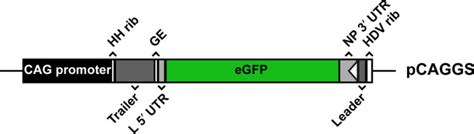 An Rna Polymerase Ii Driven Ebola Virus Minigenome System As An