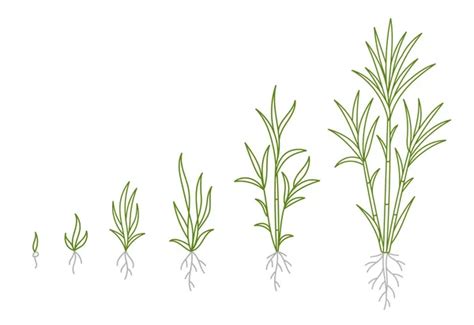 100000 Switchgrass Vector Images Depositphotos