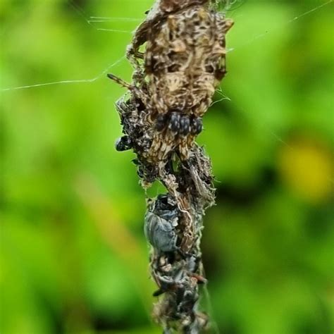 여덟혹먼지거미