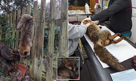 Daft As A Brush Clumsy Fox Is Rescued After Getting Wedged Between Two Fence Panels Daily