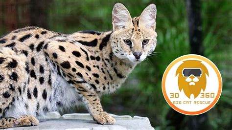 Serval Full Grown