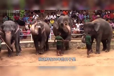 大象出生就被囚禁，50年后获救解开铁链，做出的事让人不敢相信！铁链大象