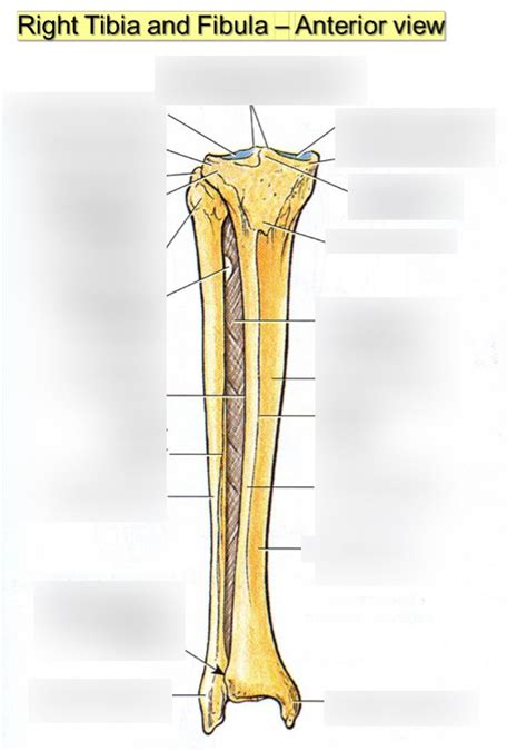 Diagram Of Right Tibia And Fibula Anterior View Quizlet