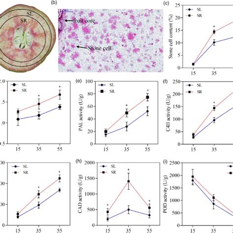 The Activities Of Lignin Biosynthesis Enzymes Were Higher Near The