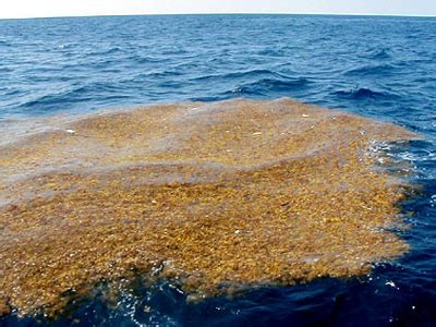 Характеристика водорослей