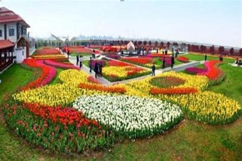 東西湖鬱金香主題公園映山紅又名杜鵑有花中西施之美譽 每日頭條