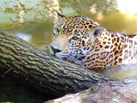 Belize Jaguar Reserve Cockscomb Basin Belize Birding Tours With