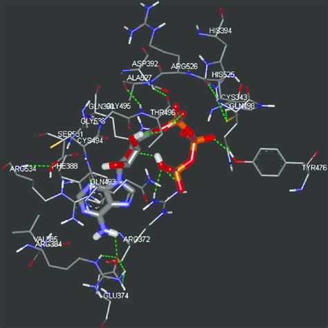 Predicted Binding Mode Of Atp As Determined By Docking Of The Ligands