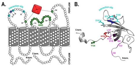 The Identified Interaction Site Between Ccmc And Ccme Suggests That