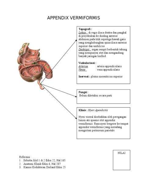 Appendix Vermiformis Pdf