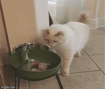 Funny Cat  Scared