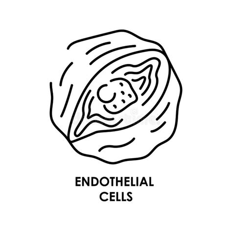 Human Endothelial Cell Color Line Icon Microorganisms Microbes Bacteria Stock Vector