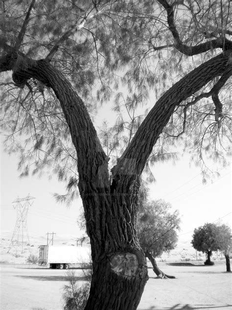 Split Tree By HarleyQuinn On DeviantArt