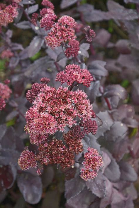 Close Up Of Sedum Purple Emperor Stock Image Image Of Flowering