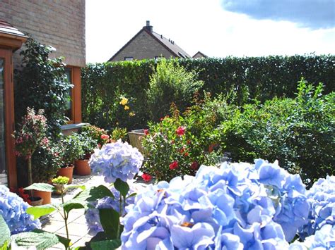 Жив плет за красива ограда Градина Списание Жилища