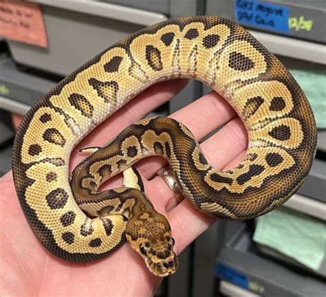 Trick Clown Aka Hurricane Clown Ball Python By Constricted Reptiles