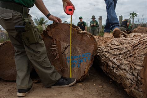 Sustentabilidade Da Agricultura Na Amazônia 11 Manejo Florestal Como