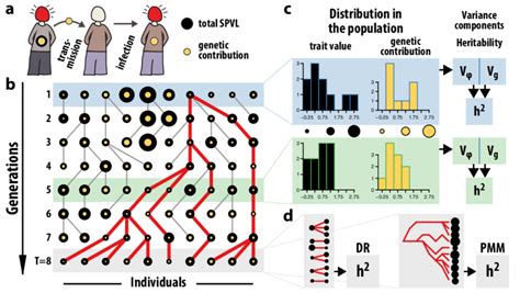 Estimating Heritability In A Simulated Wright Fisher Population A At