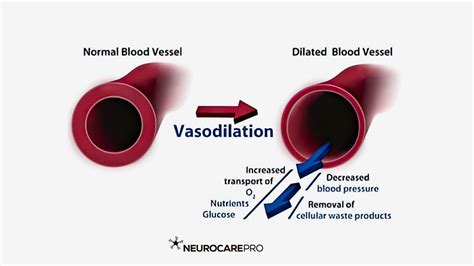 Understanding Vasodilation The Key To Enhanced Healing And How Red