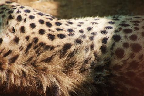Download Cheetah Print Spots Wallpaper