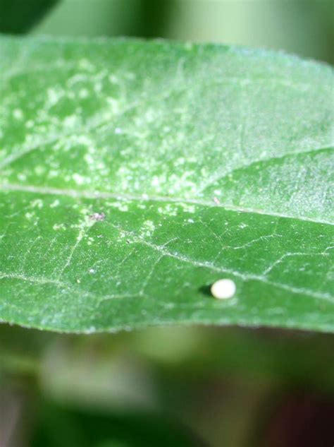 Decrease In Monarch Butterfly Population Raises Concern