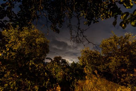 무료 이미지 요정 꼬리 마법 밤 하늘 나무 초목 구름 분기 대기 현상 자연 경관 자연 환 경 분위기 생체 노랑 우디 식물 아침 저녁 가을