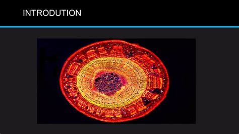 Cork Cell Phellem Cell Pptx