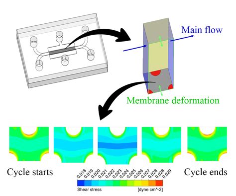 Effects Of Porous Size And Membrane Pattern On Shear Stress