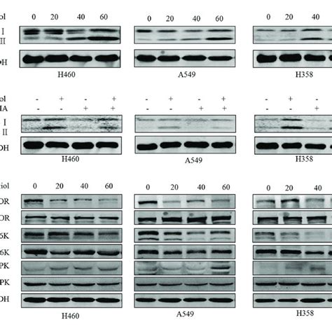 Effect Of Honokiol On Cell Cycle Progression Kras Mutant Cell Lines