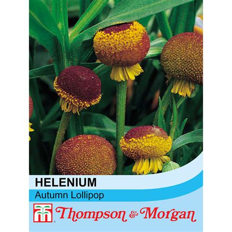 Helenium Puberulum Autumn Lollipop Seeds Thompson And Morgan