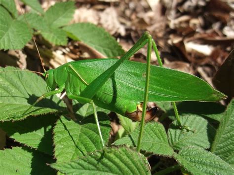 サトクダマキモドキ Holochlora japonica Brunner von Wattenwyl 1878