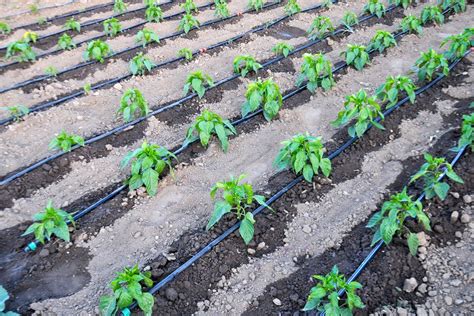Drip Irrigation Farming Method