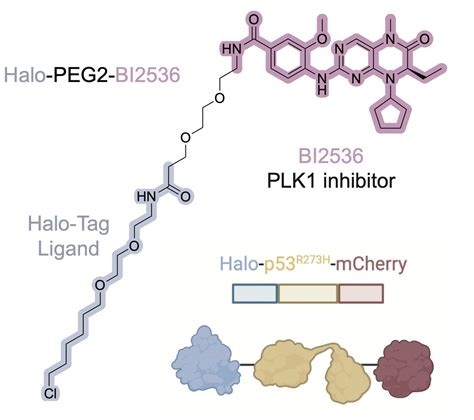 William Gibson A General Strategy For Tp53 Missense Mutant Cancers