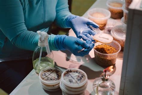 How To Make Mushroom Grain Spawn At Home Artofit