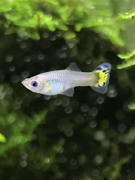 グッピーの飼い方・餌・繁殖・寿命は！？【熱帯魚の代名詞！入門魚としてもオススメ】