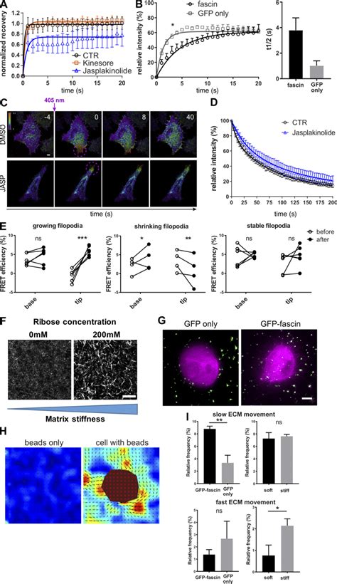 Fascin Dynamics And Actin Binding Are Dependent On F Actin Turnover