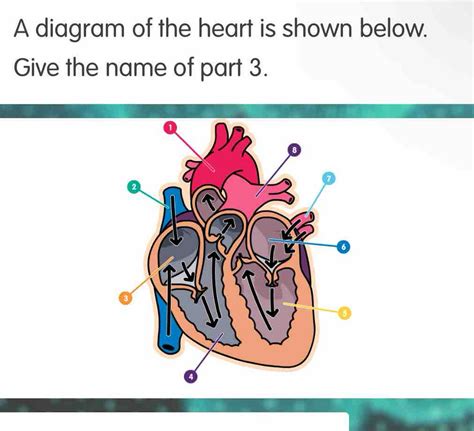 Solved A Diagram Of The Heart Is Shown Below Give The Name Of Part 3