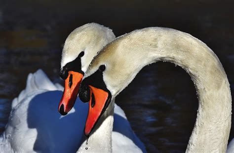 Tensorflow 出现任意代码执行漏洞，团队宣布撤销对 Yaml 的支持 知乎